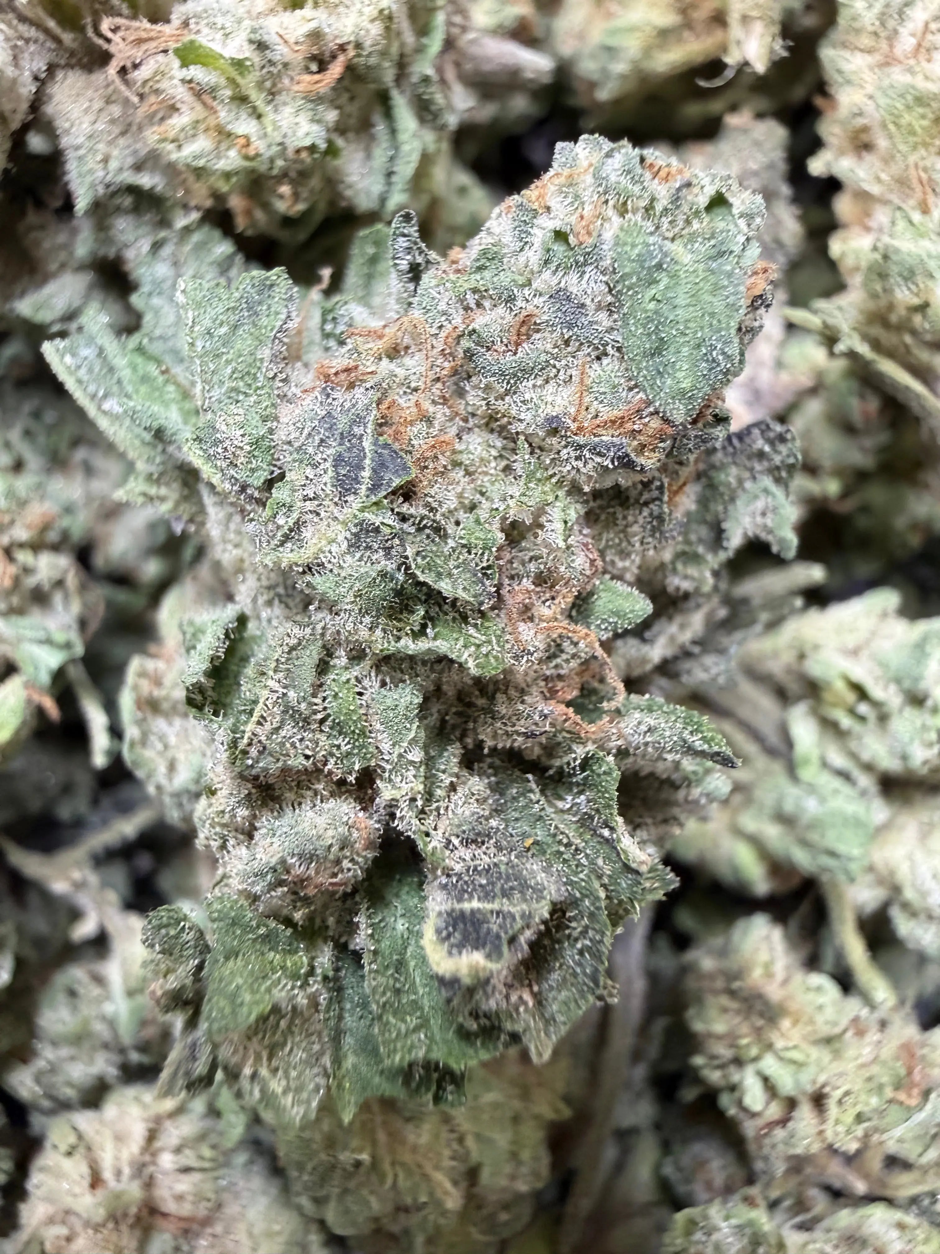 1 oz RS-11 THCA Smalls | Hybrid THCA Flower – Frisco Labs